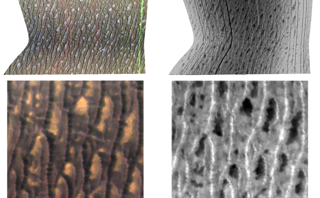 Gypsum at Olympia Undae – NASA Mars Exploration